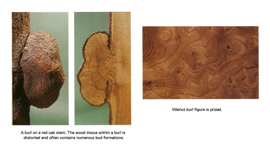 Oak Wood Defects and European Oak Grades - GOLINK