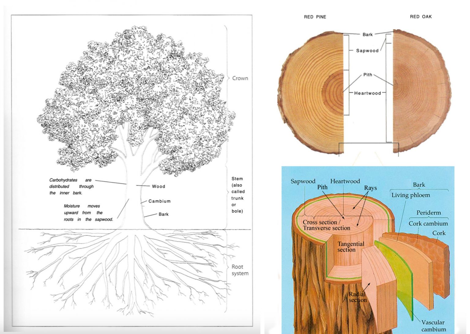Oak Wood Defects and European Oak Grades - GOLINK