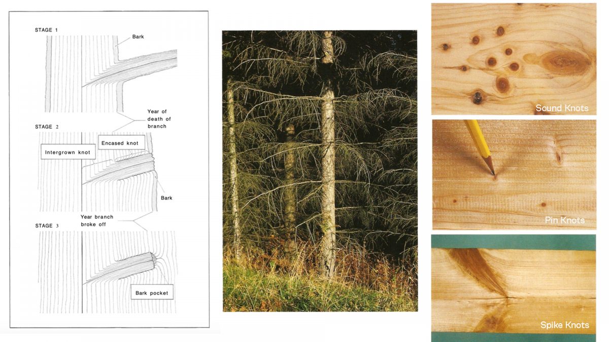 Oak Wood Defects and European Oak Grades - GOLINK